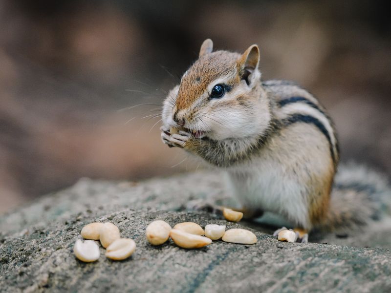 Chipmunk eating peanuts | Smithsonian Photo Contest | Smithsonian Magazine