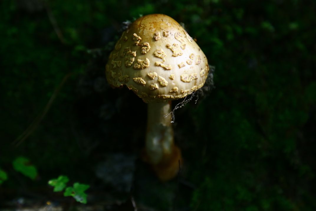 Large mushroom stretching into the light at Stone Mountain ...