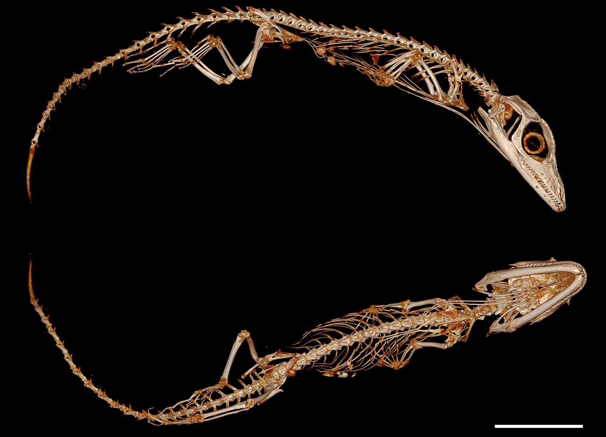 How a 162-Year-Old Specimen Helped Prove the Existence of an ...