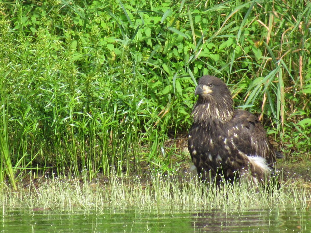 A juvenile Bald Eagle bathing at the edge of the lake. | Smithsonian ...