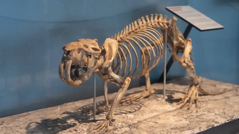 largest extinct beaver
