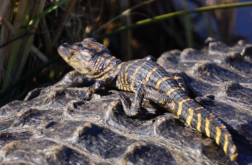baby alligator basking in the sun | Smithsonian Photo Contest ...