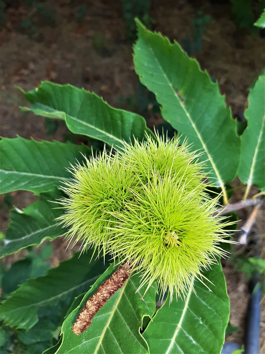 Chestnuts | Smithsonian Photo Contest | Smithsonian Magazine