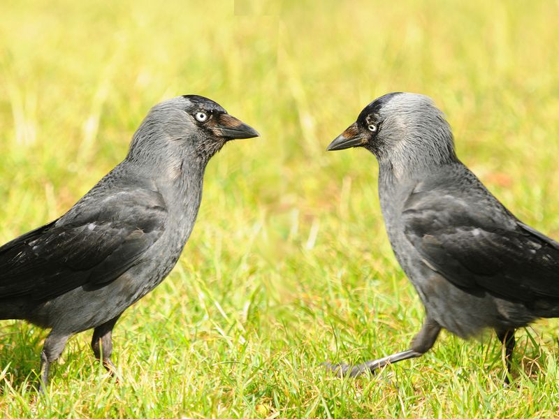 Two Odd Birds | Smithsonian Photo Contest | Smithsonian Magazine