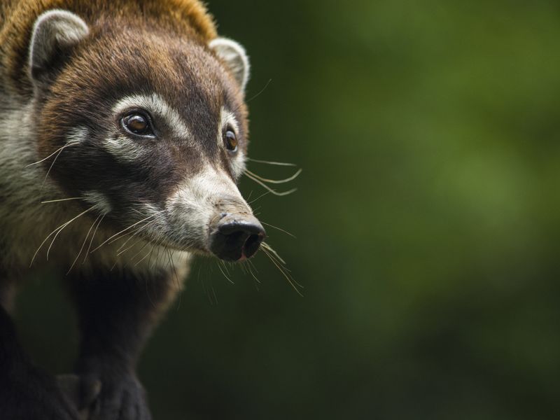 Costa Rican Pizote | Smithsonian Photo Contest | Smithsonian Magazine
