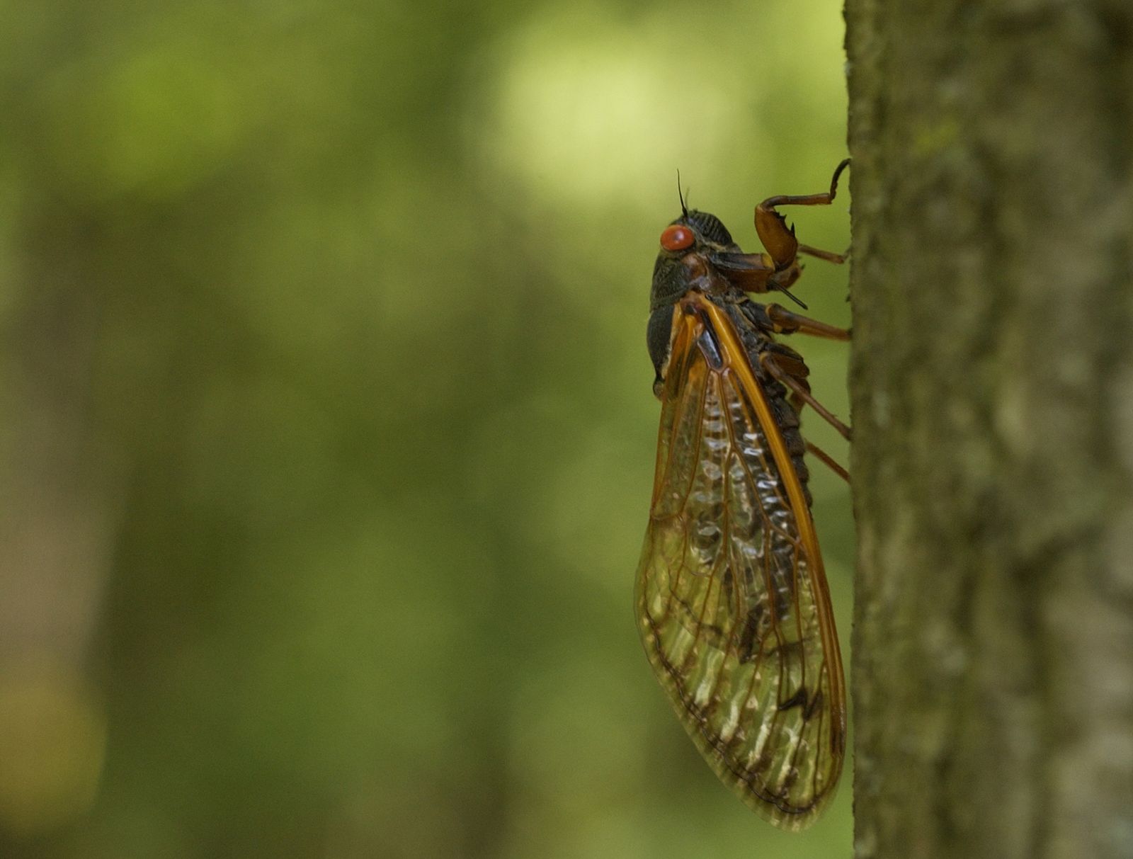 Watch for Cicadas: Billions From Brood XIV Will Soon Emerge After 17 ...
