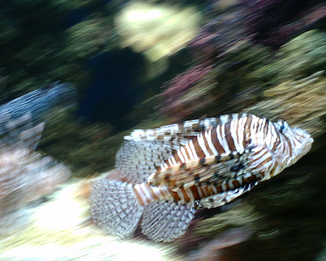 Lion fish at Denver Aquarium | Smithsonian Photo Contest | Smithsonian ...