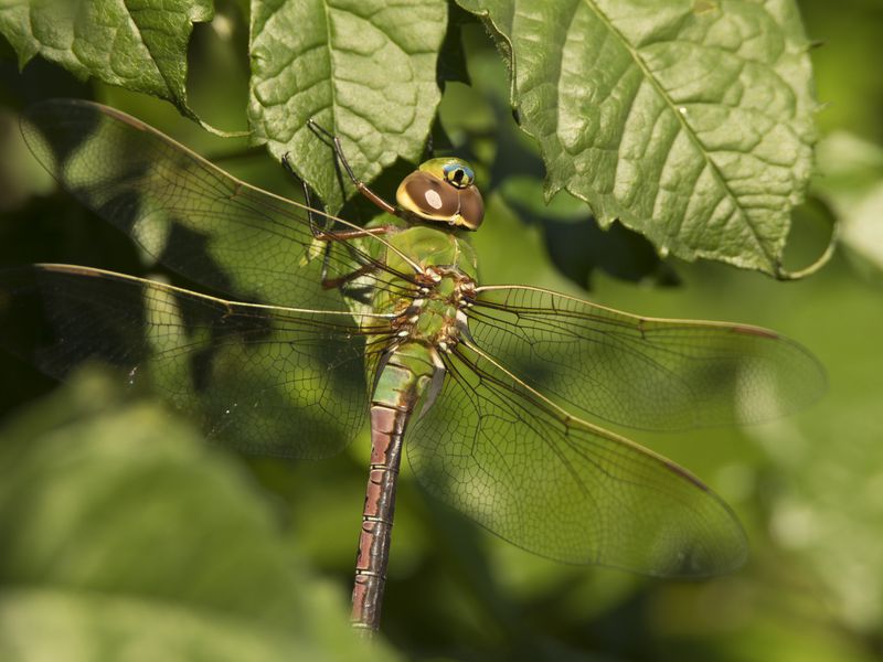 Beautiful Giant Dragonfly | Smithsonian Photo Contest | Smithsonian ...