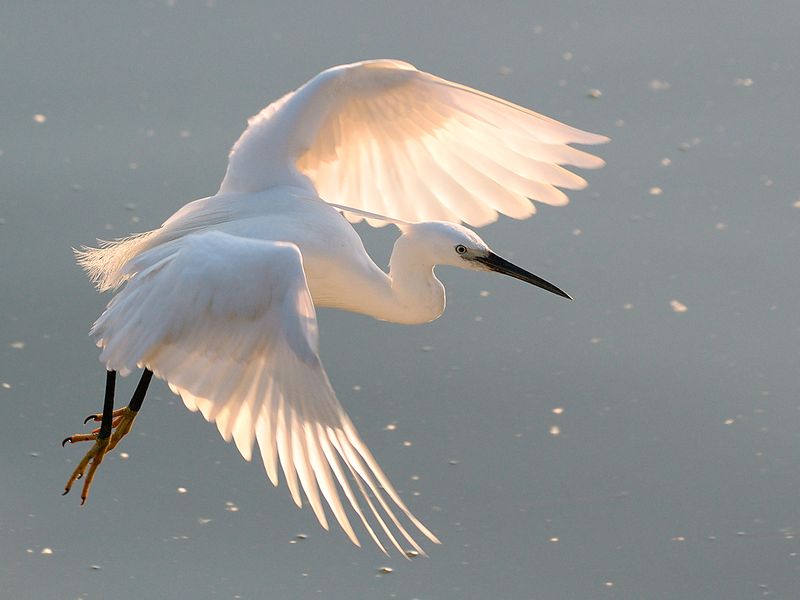 Little Egret flying. | Smithsonian Photo Contest | Smithsonian Magazine