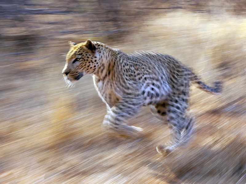 Leopard running. Used slow shutter speed and panning technique to ...