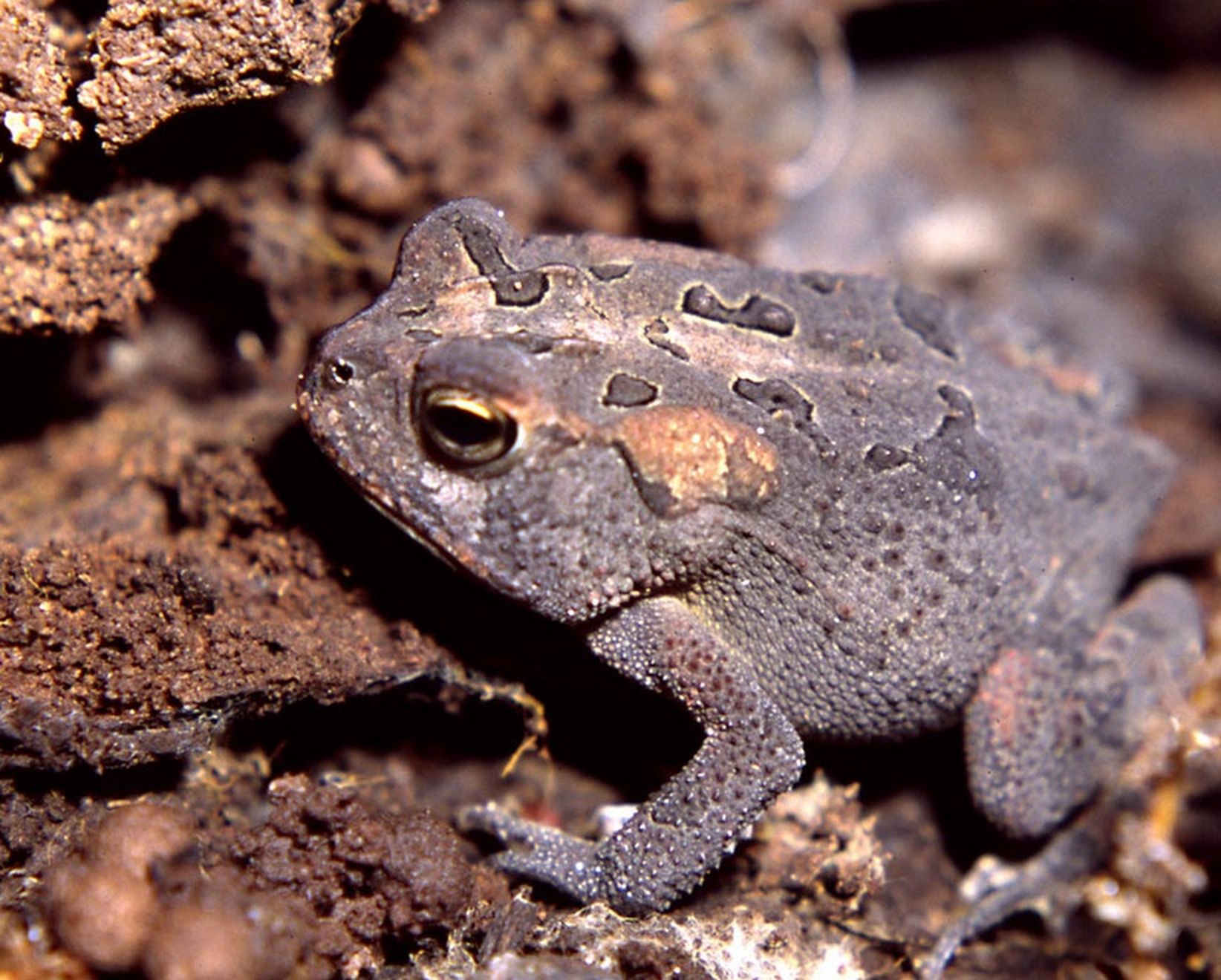 A Deadly Fungus Is Wiping Out Frogs and Toads—But Some Can Develop ...