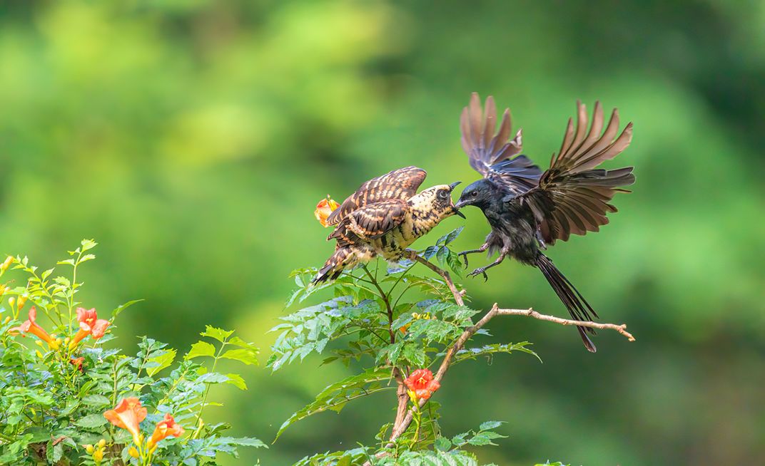 Cuckoo and black capuchin story | Smithsonian Photo Contest ...