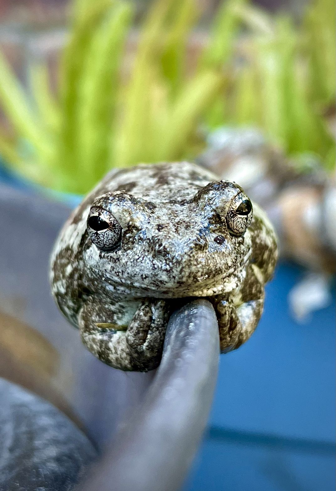 A Grey Tree Frog resting on a tin tub. | Smithsonian Photo Contest ...