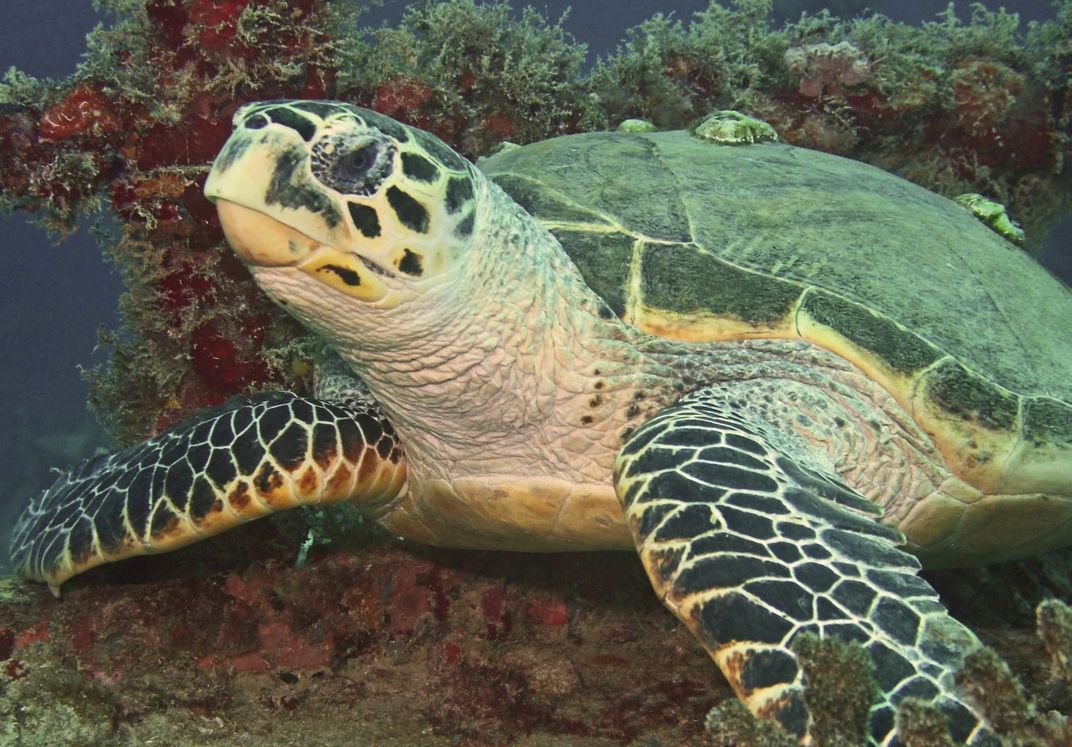 A large sea turtle rests on the deck of the USCGC Duane in Key Largo ...