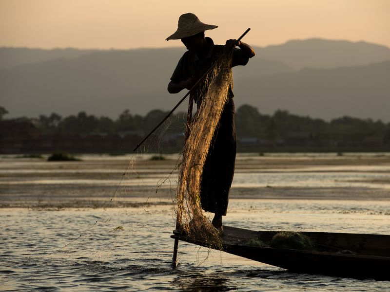 Golden Net | Smithsonian Photo Contest | Smithsonian Magazine
