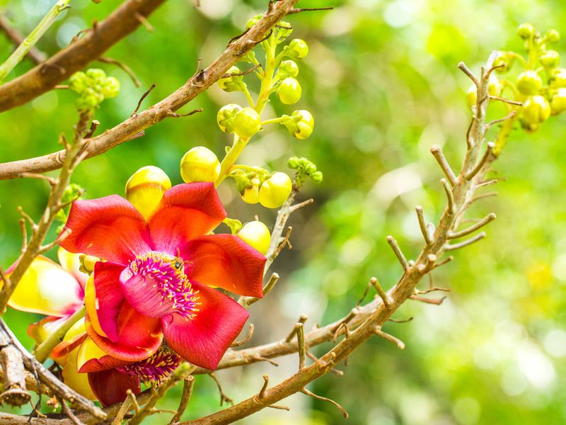 Flower of the Cannonball Tree | Smithsonian Photo Contest | Smithsonian ...
