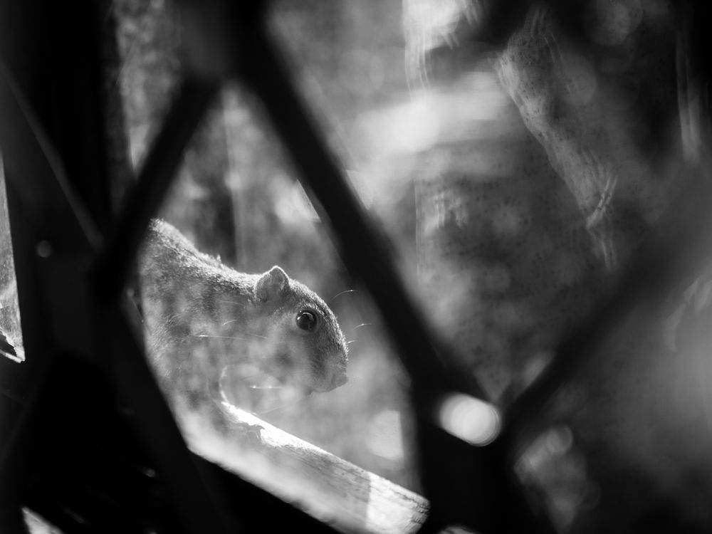 Surprised squirrel outside the window Canon EOS 5D Mark 2, EF 24-70, f ...