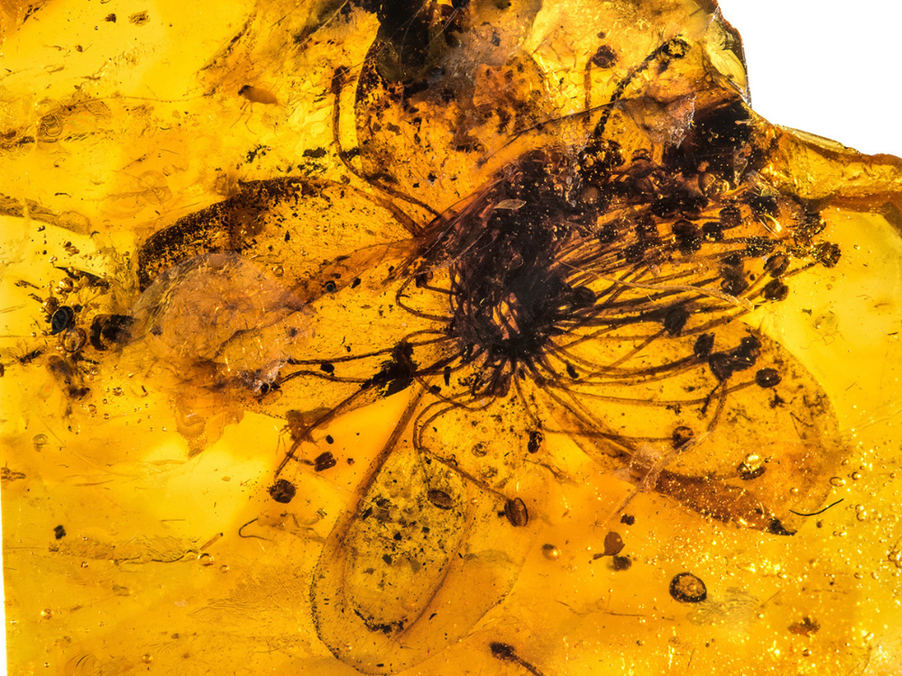 See the Largest Known Flower Preserved in Amber