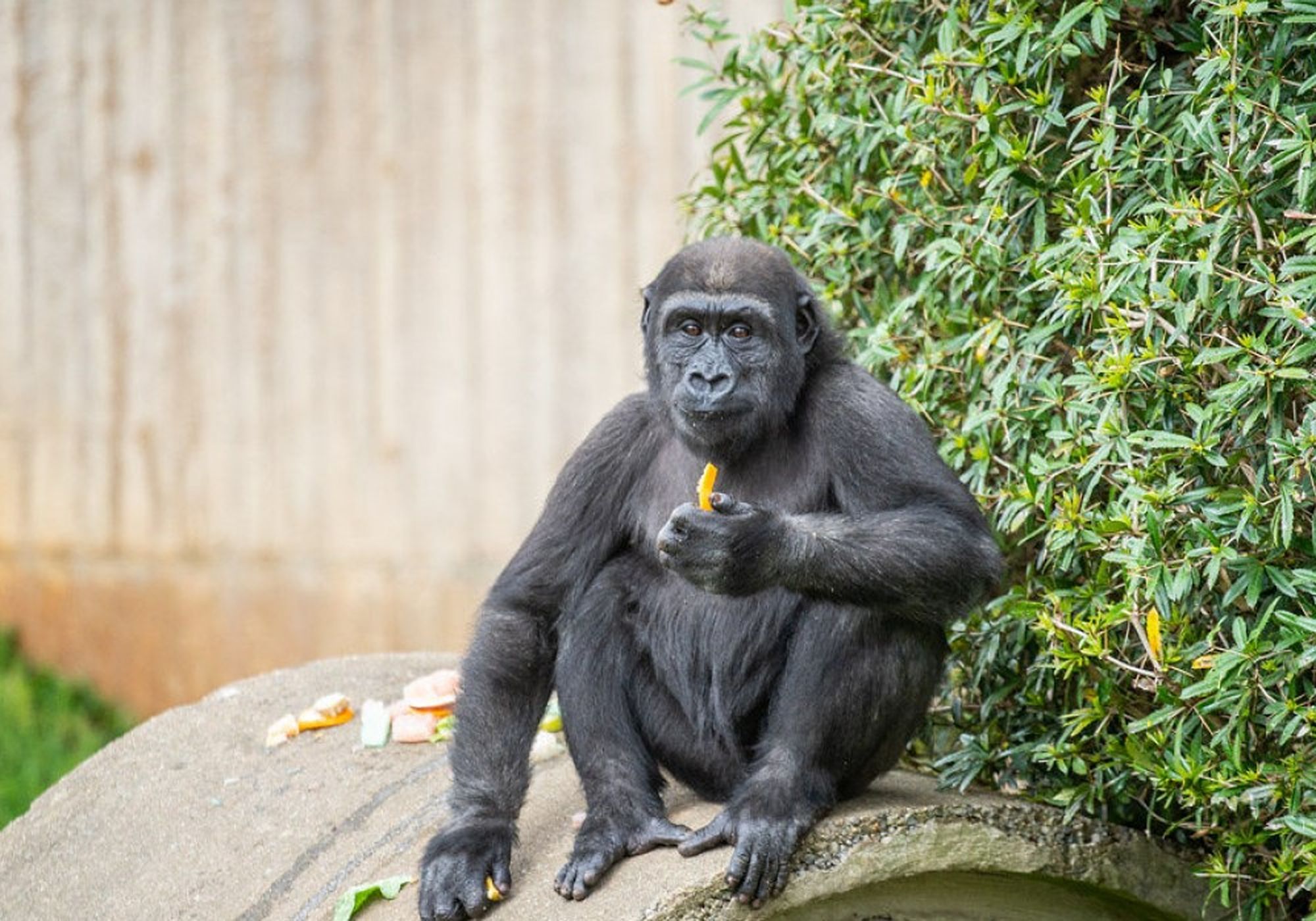 The Science Behind Animal Snacks | Smithsonian Voices | National Zoo ...