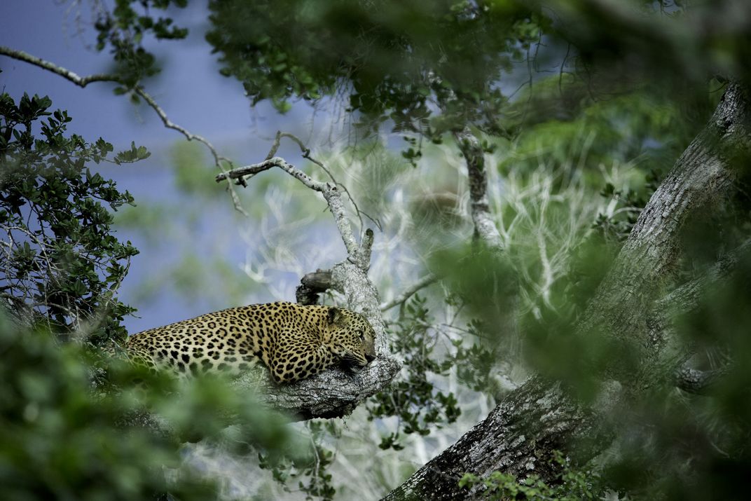 Blue skies and the Sleepy Leopard | Smithsonian Photo Contest ...