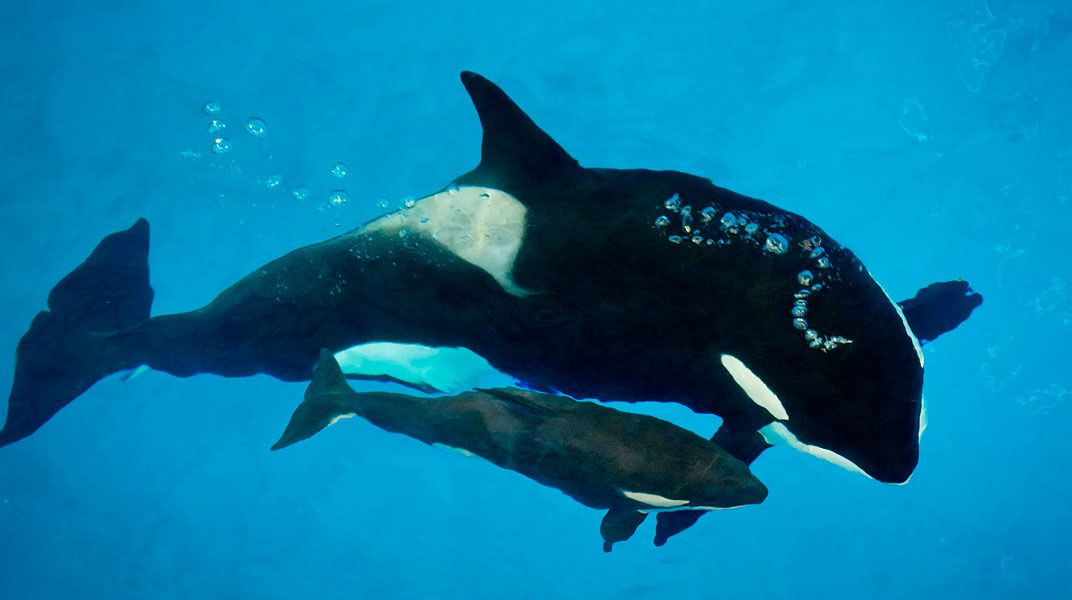 orca underwater time