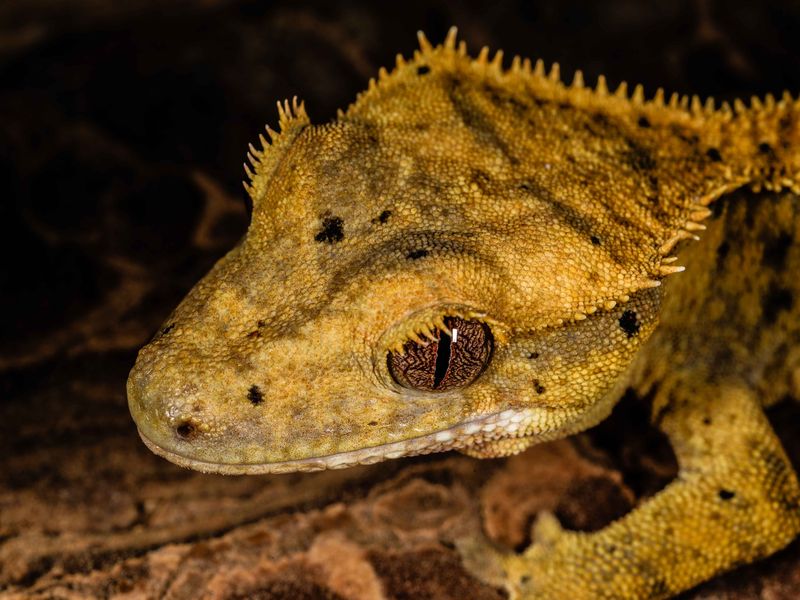 Crested Gecko | Smithsonian Photo Contest | Smithsonian Magazine