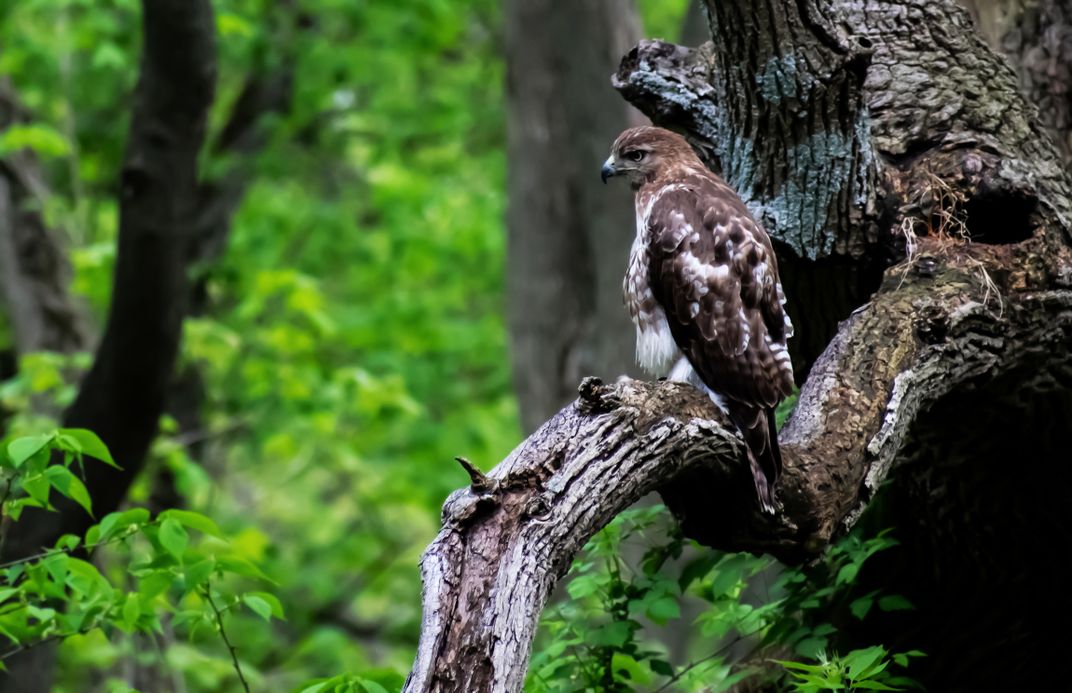 Hawk Break | Smithsonian Photo Contest | Smithsonian Magazine