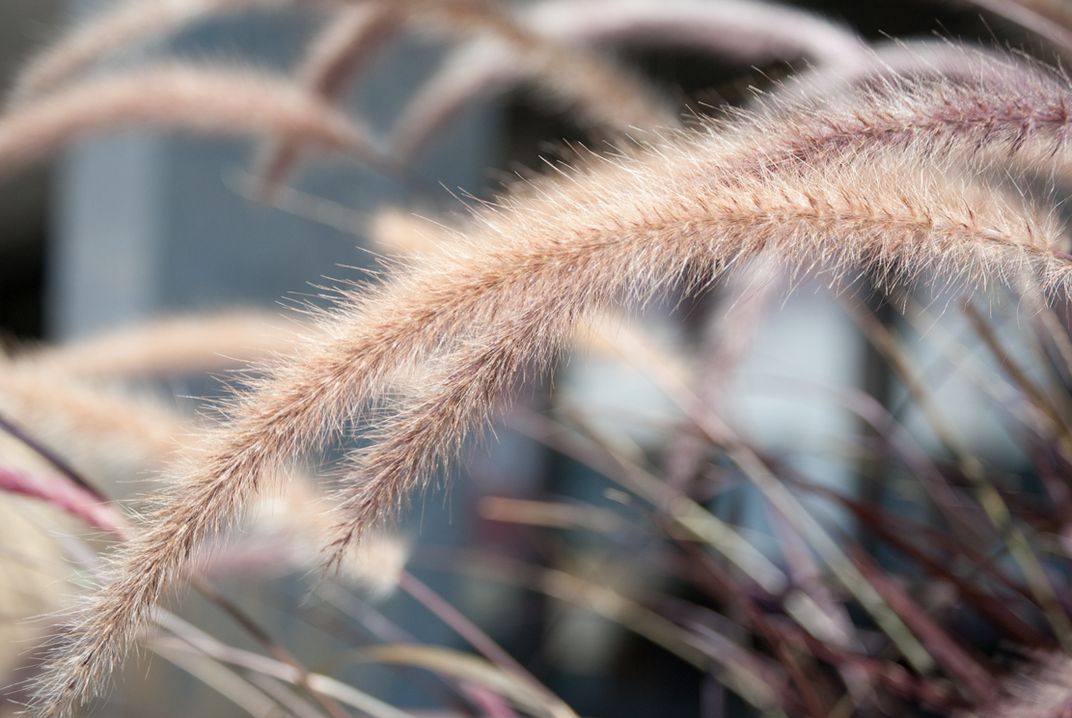 This is an image of a reed of wheat that I took for a photography class ...