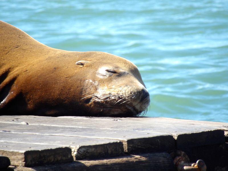 Sun Seal | Smithsonian Photo Contest | Smithsonian Magazine