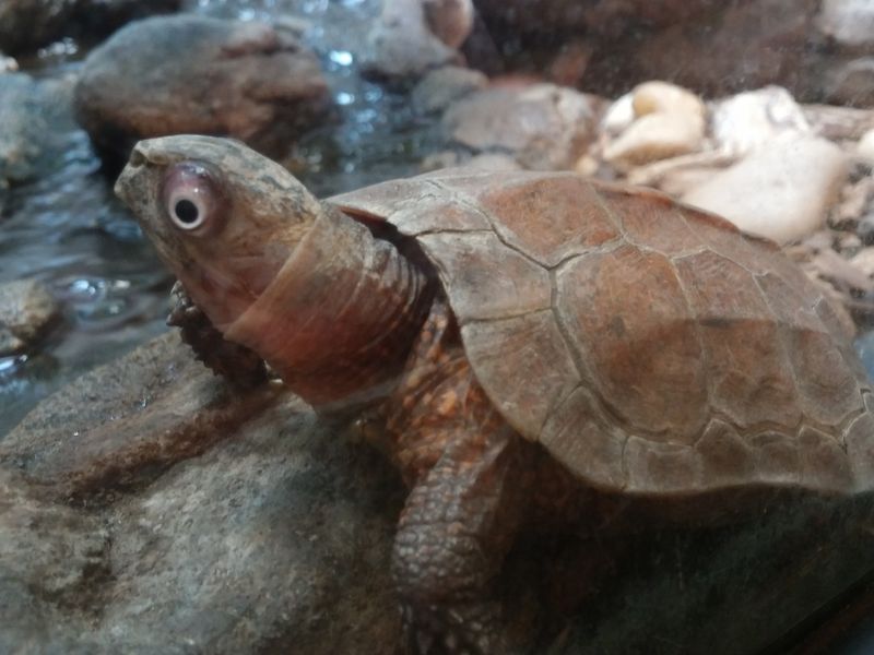 Leaf turtle | Smithsonian Photo Contest | Smithsonian Magazine
