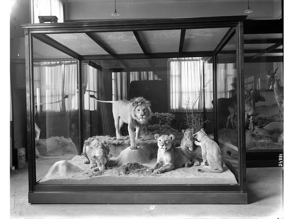animals for display