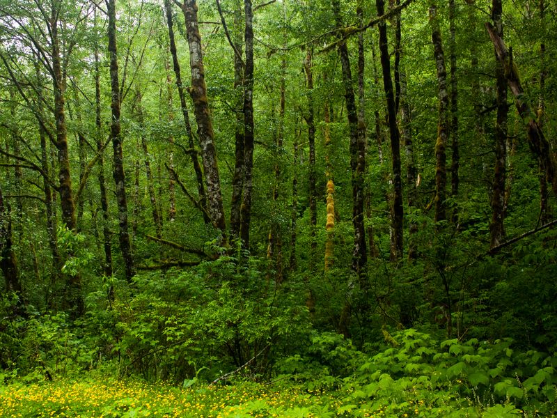 Forestscape | Smithsonian Photo Contest | Smithsonian Magazine