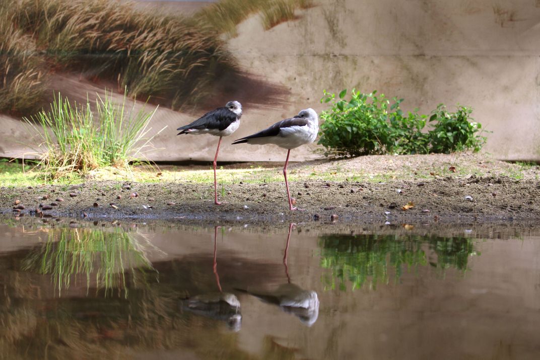 Humanized Nature - Two Birds preteding to be free | Smithsonian Photo ...