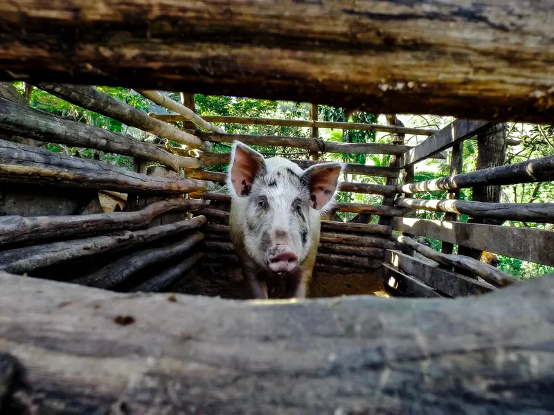 foto porcaria | Smithsonian Photo Contest | Smithsonian Magazine