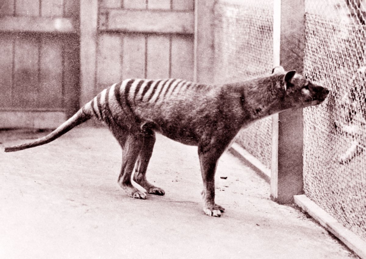 Extinct Tiger Species