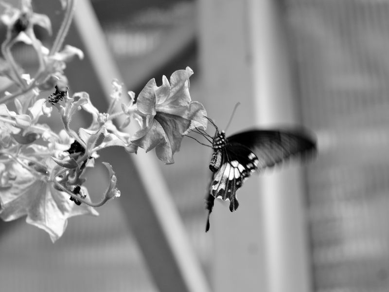 Wings movement | Smithsonian Photo Contest | Smithsonian Magazine