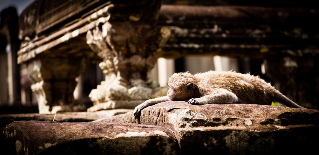 A monkey rests at the Angkor Wat temple complex in Siem Reap, Cambodia ...