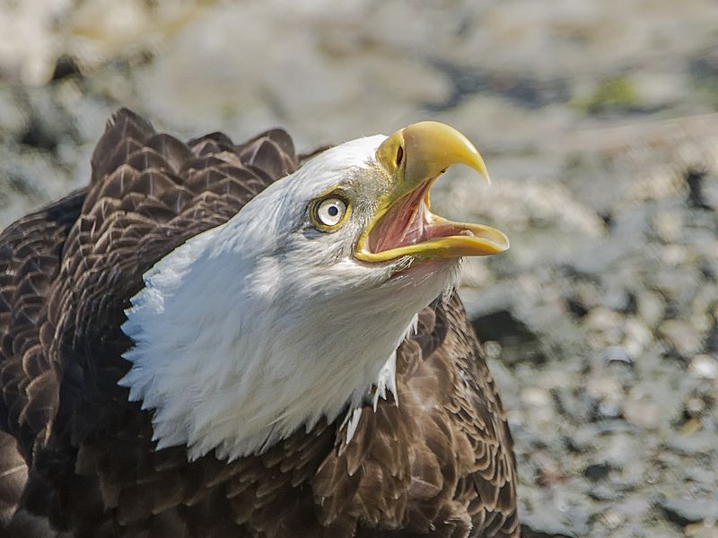 Bald eagle screaming to be fed | Smithsonian Photo Contest ...