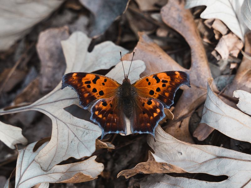 Question Mark Butterfly | Smithsonian Photo Contest | Smithsonian Magazine