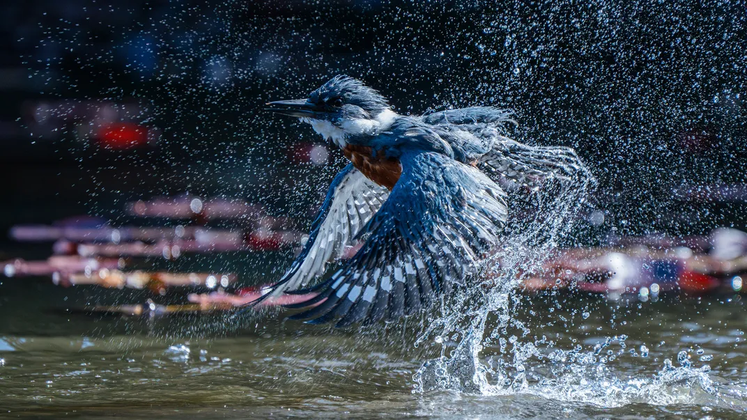 See 15 Breathtaking Bird Images From the 16th Annual Audubon ...