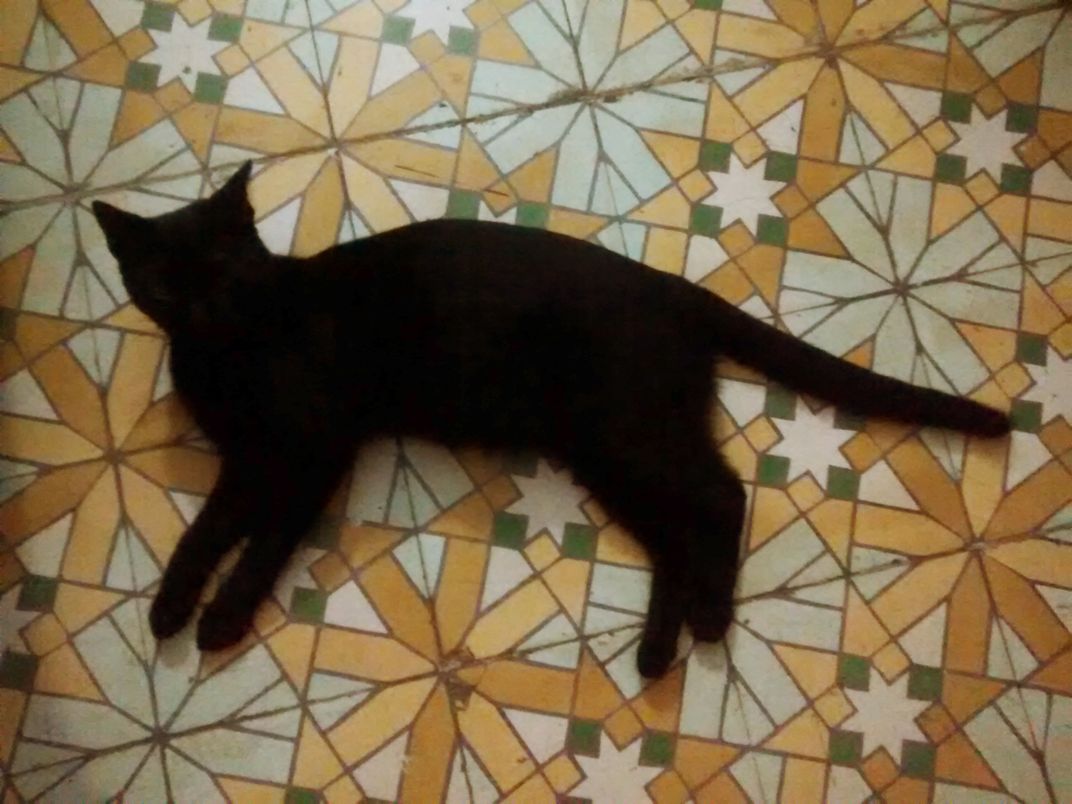 Full Black Cat | Smithsonian Photo Contest | Smithsonian Magazine