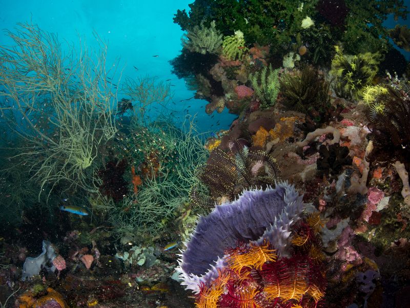 Reef Beauty | Smithsonian Photo Contest | Smithsonian Magazine