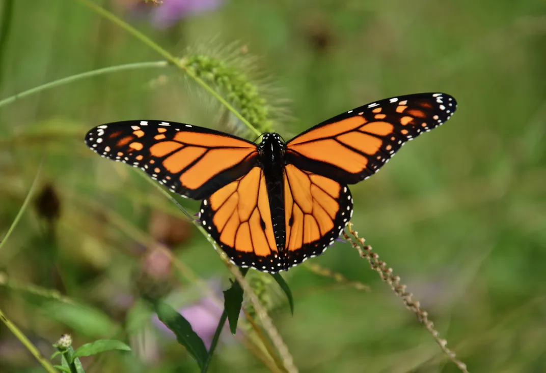 Beautiful Male Monarch Butterfly | Smithsonian Photo Contest ...