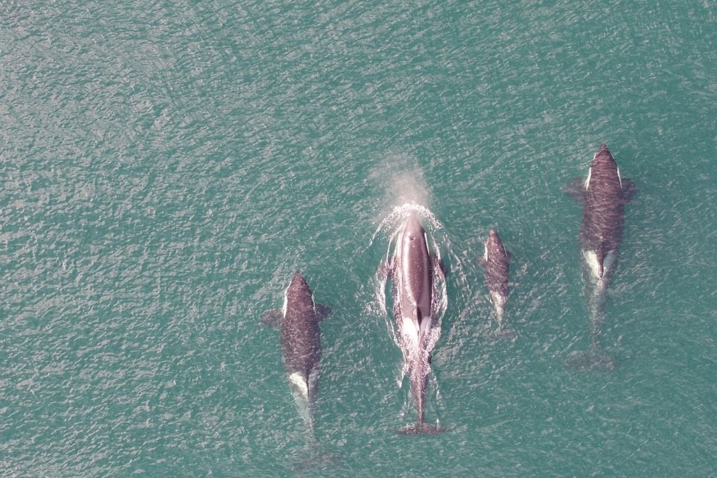 orca underwater time
