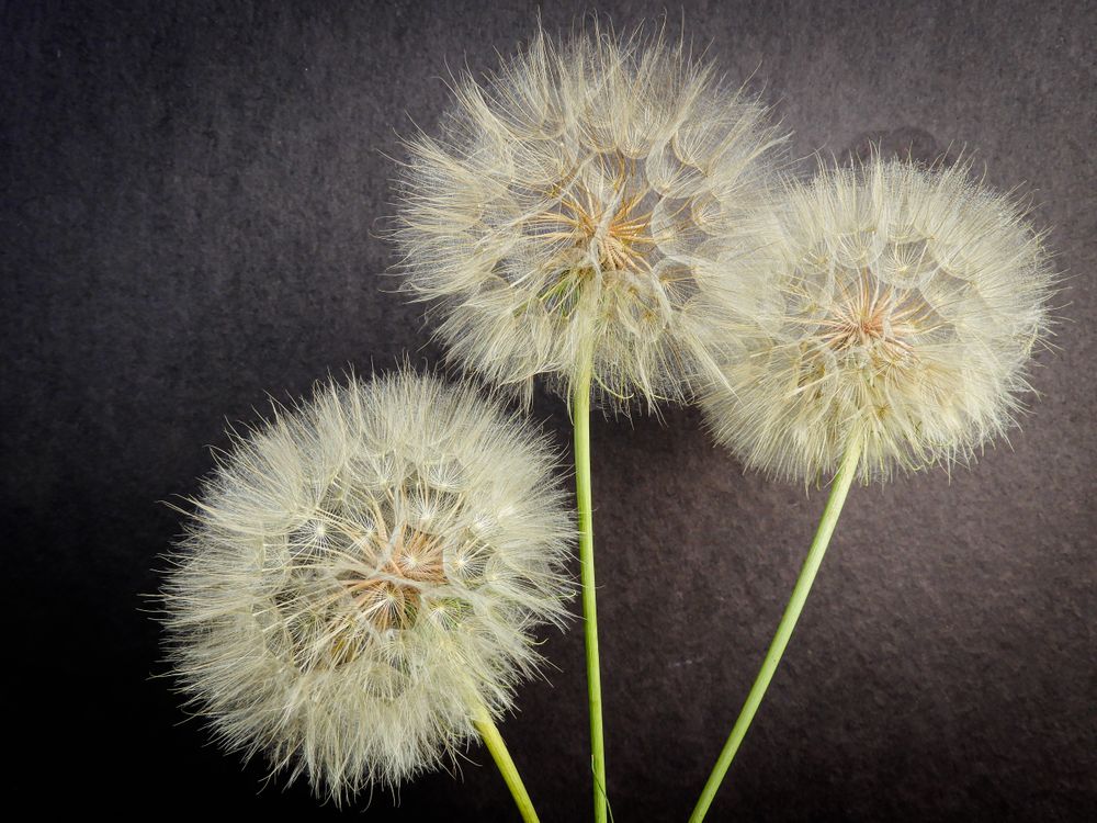 Three false dandelion seed pods | Smithsonian Photo Contest ...