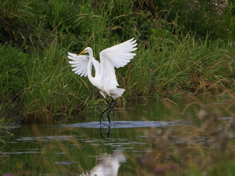 Great Egret Dance. | Smithsonian Photo Contest | Smithsonian Magazine