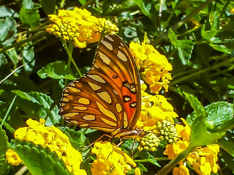 Butterfly In Yellow | Smithsonian Photo Contest | Smithsonian Magazine
