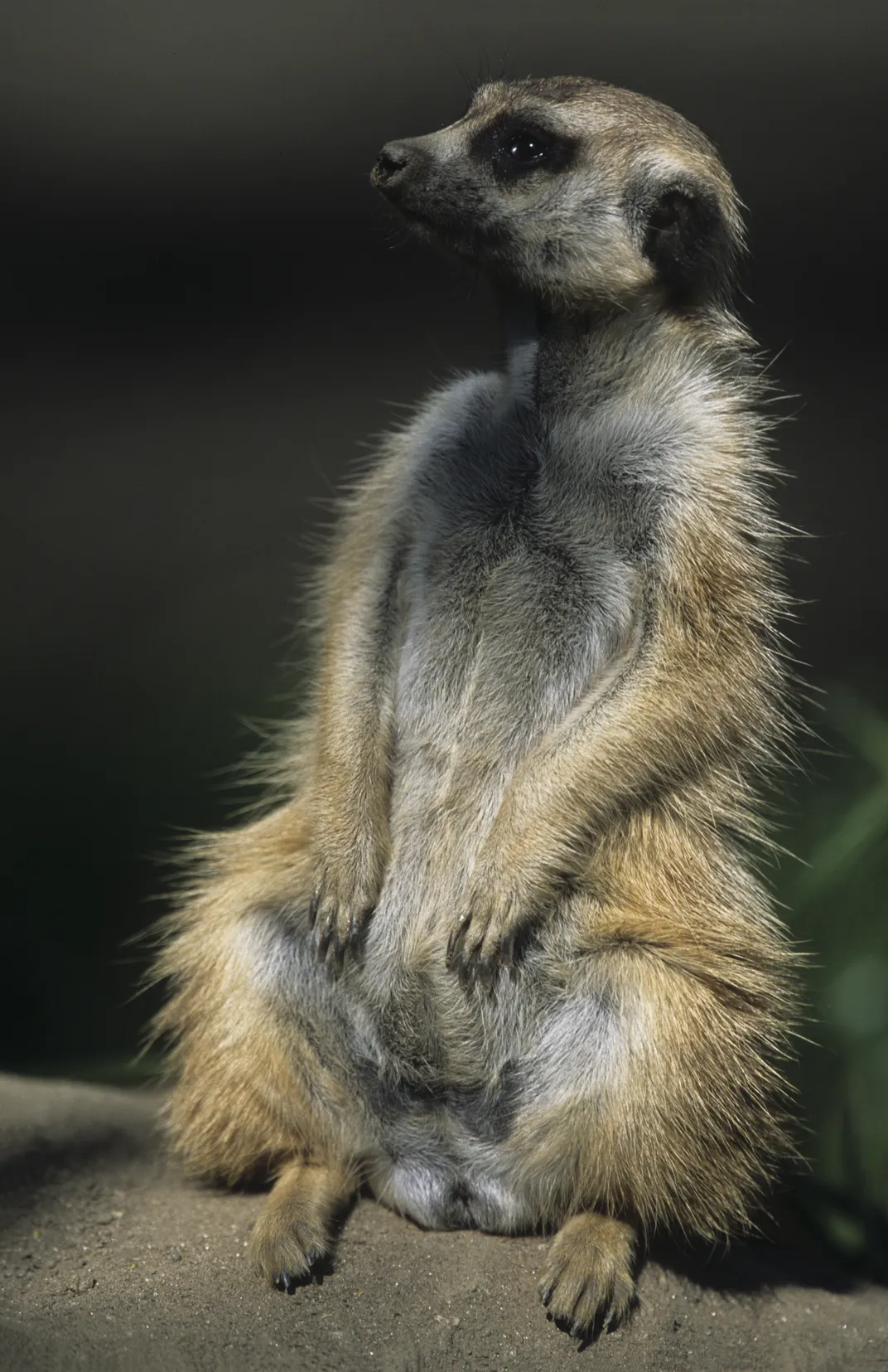 Meerkat baby close up relaxing on stone | Smithsonian Photo Contest ...