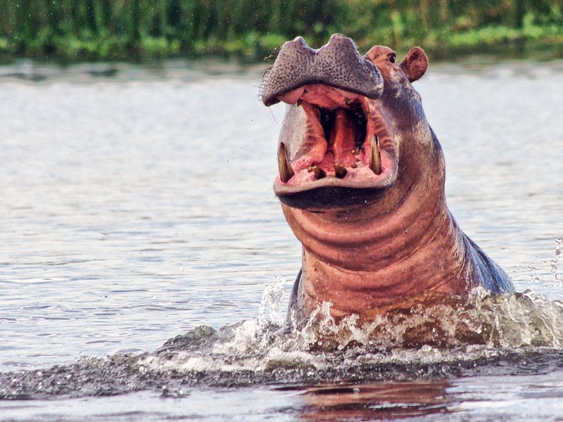 Angry Hippo | Smithsonian Photo Contest | Smithsonian Magazine