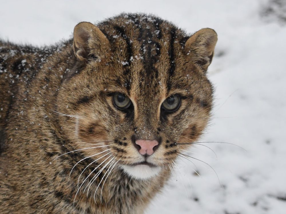 Watch Giant Pandas and Other Zoo Animals Frolic in the Snow